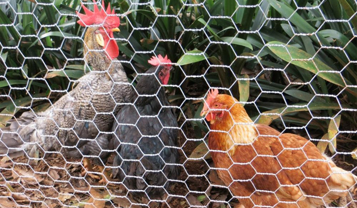 Was ist ein Magnier-Mesh?